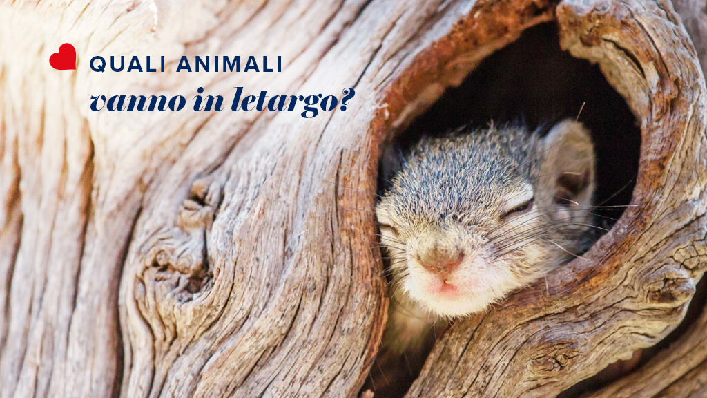 Animali e sonno: quali vanno in letargo e quali no | Perdormire